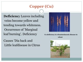 Essential plant nutrients,ppt | PPTX