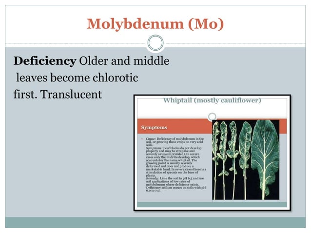 Essential plant nutrients,ppt | PPTX | Agriculture | Industries