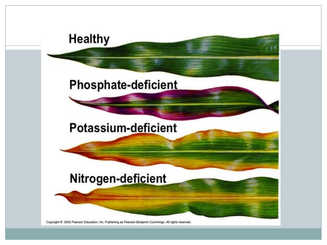 Essential plant nutrients,ppt