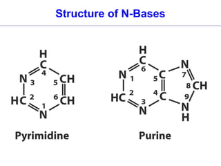 Essential questions in nucleic acid chemistry | PPT