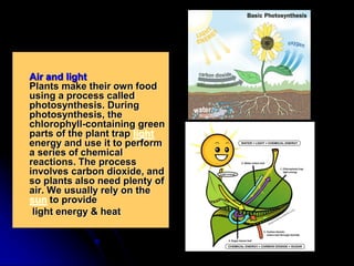 plant growth essentials | PDF