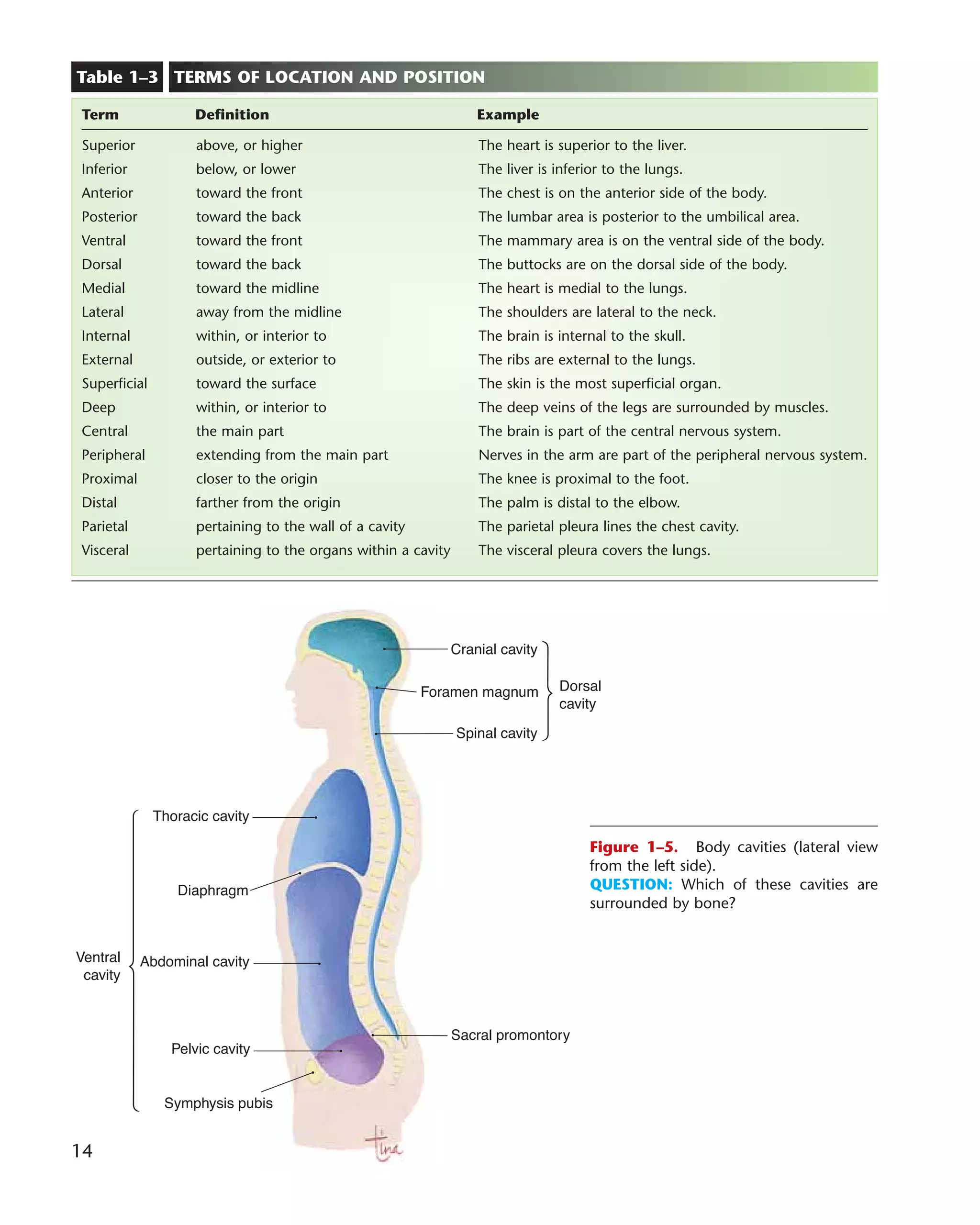 Essentials of Anatomy and Physiology.pdf