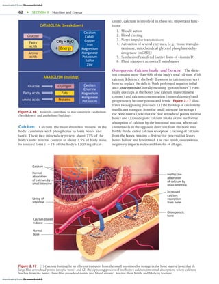 Exercise Physiology | PDF