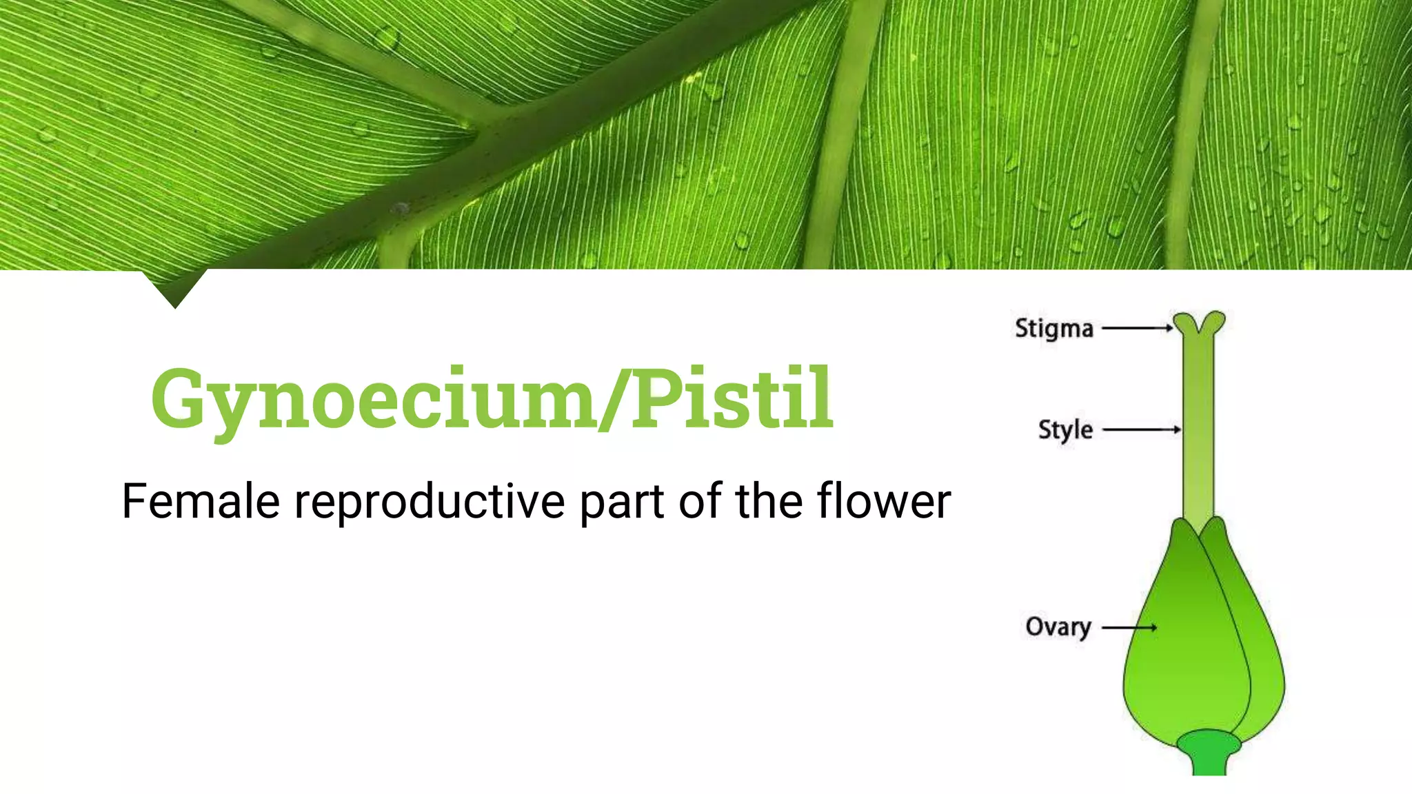 Essential whorls of flower .pptx