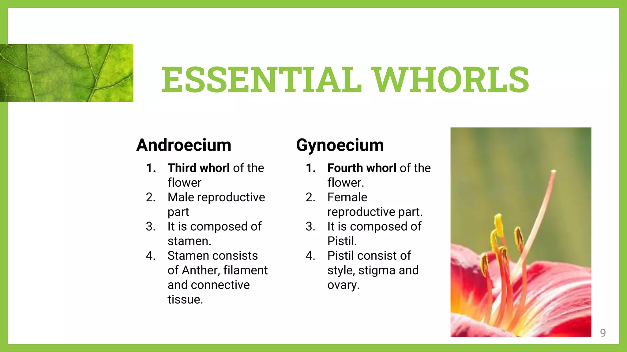 Essential whorls of flower .pptx