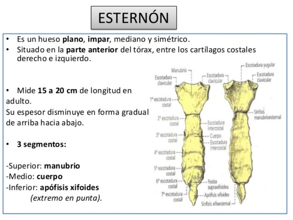 Anatomia Esternón