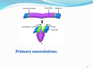 Establishment of axis in animals | PPTX