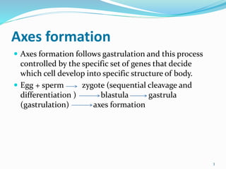 Establishment of axis in animals | PPTX