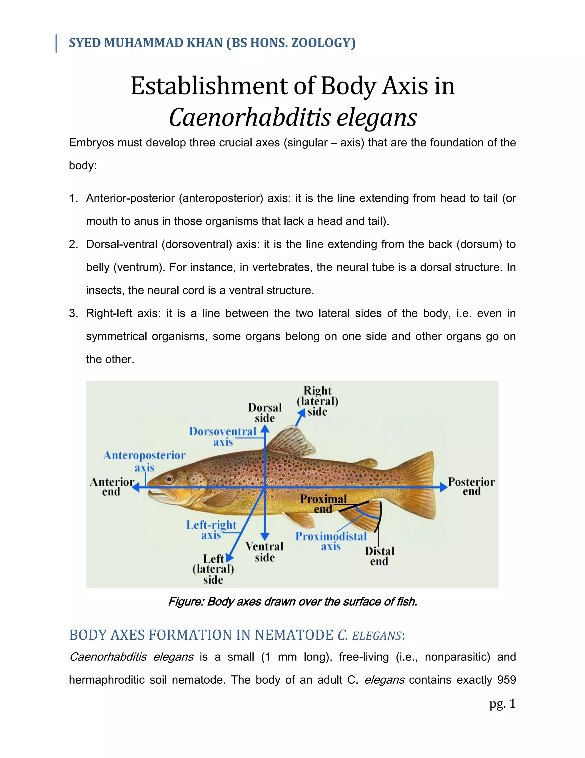 Establishment of Body Axis in Caenorhabditis elegans | PDF