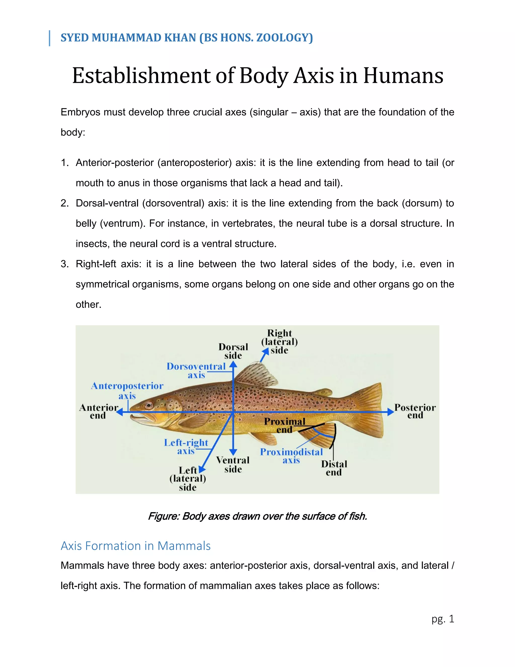 Establishment of Body Axis in Humans | PDF
