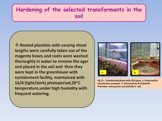 Establishment of efficient transformation system in cicer arietinum ...