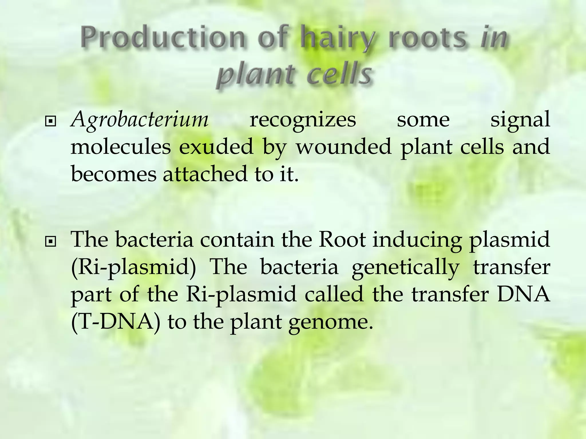 Establishment of hairy root culture with genetic transformation | PPTX