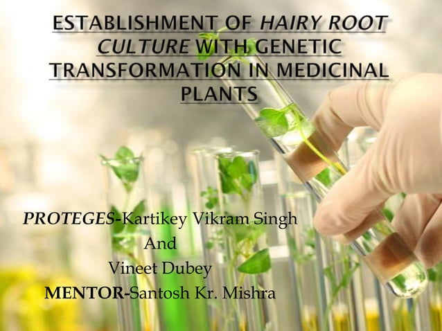 Establishment of hairy root culture with genetic transformation | PPT