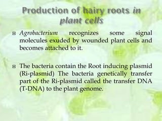 Establishment of hairy root culture with genetic transformation | PPT