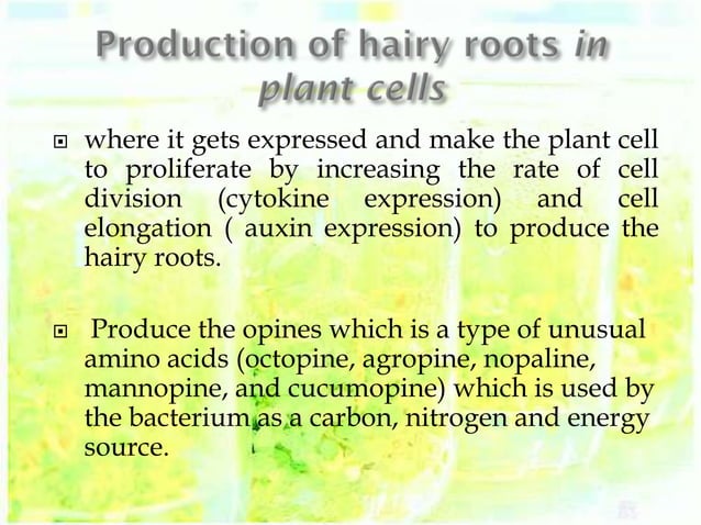 Establishment of hairy root culture with genetic transformation | PPT