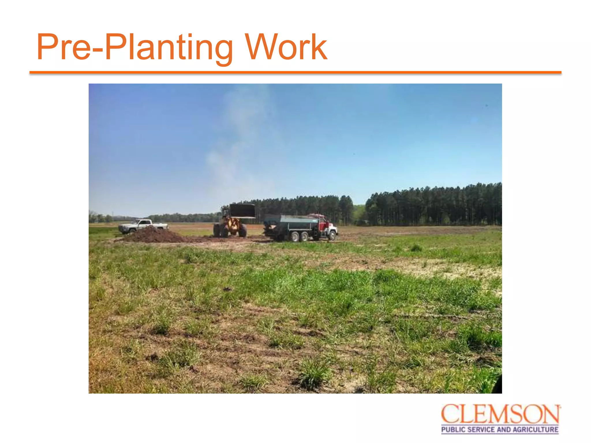Establishment of Tift 85 Hybrid Bermuda grass | PPTX