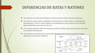 Plaga RATA Y RATON | PPTX