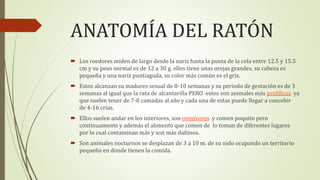 Plaga RATA Y RATON | PPTX