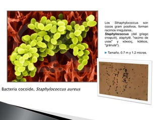 Género Staphylococcus | PPTX