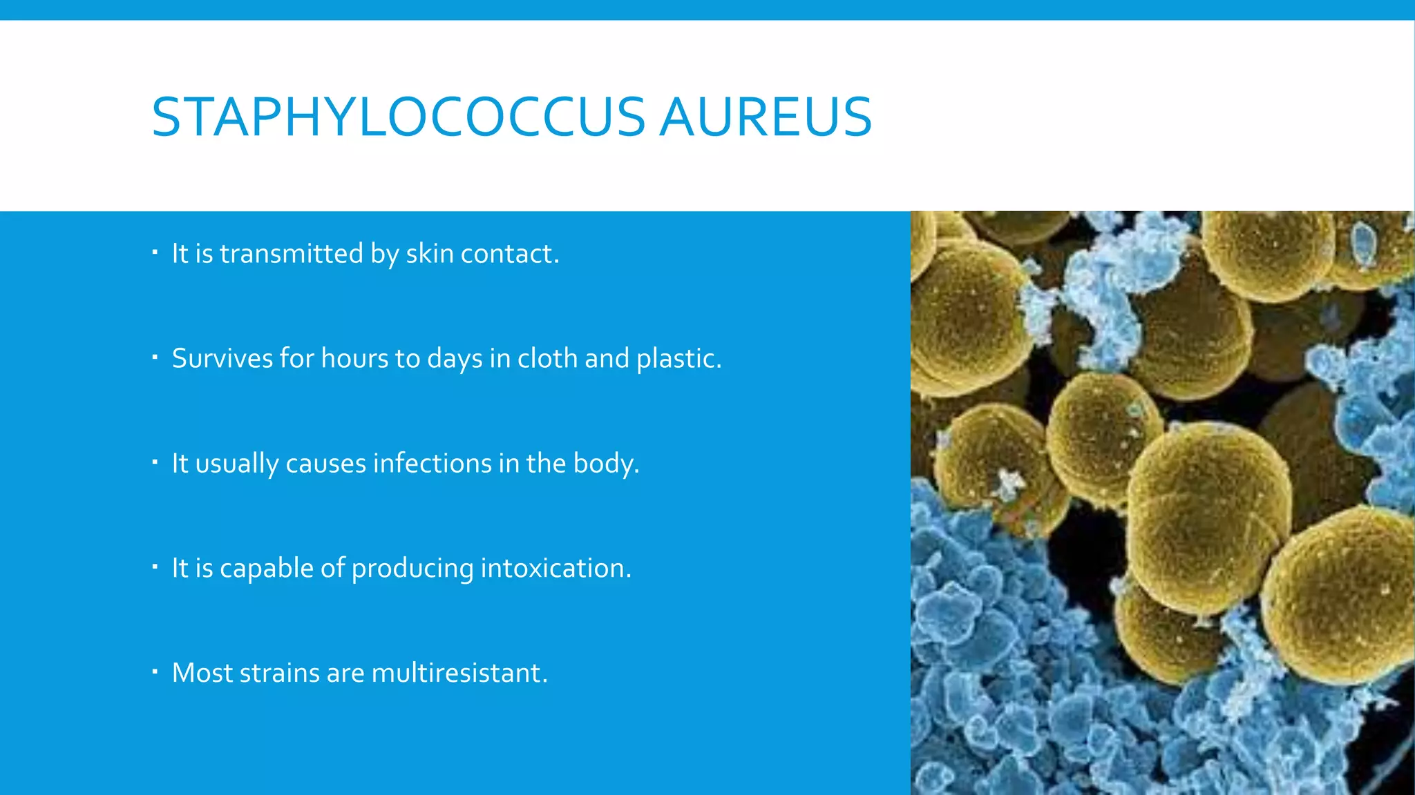 ESTAFILOCOCO AUREUS.pptx