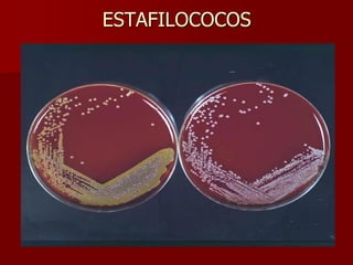 Estafilococos | PDF