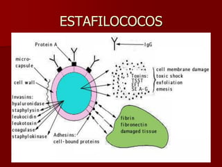 Estafilococos | PDF