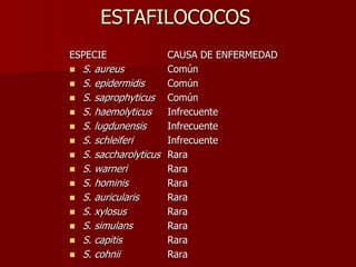 Estafilococos | PDF