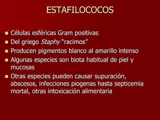 Estafilococos | PDF