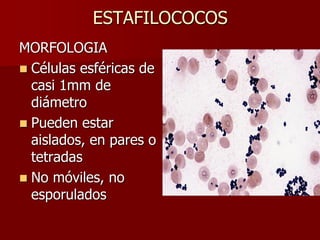 Estafilococos | PDF