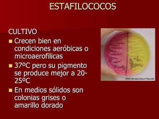 Estafilococos | PDF