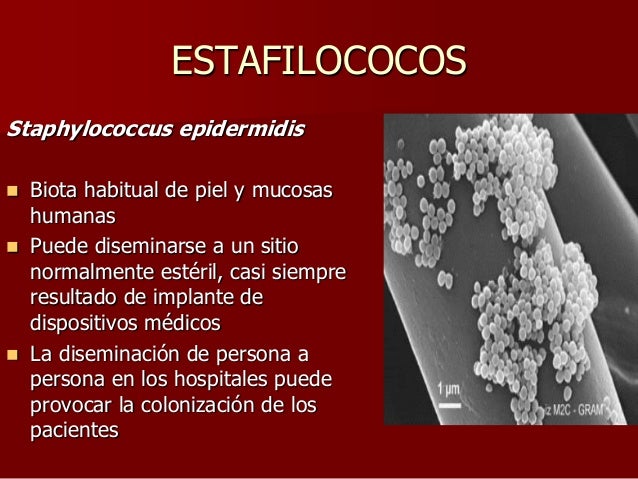 Staphylococcus Epidermidis Que Es Caracteristicas Morfologia Images