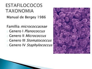 Estafilococos | PPTX