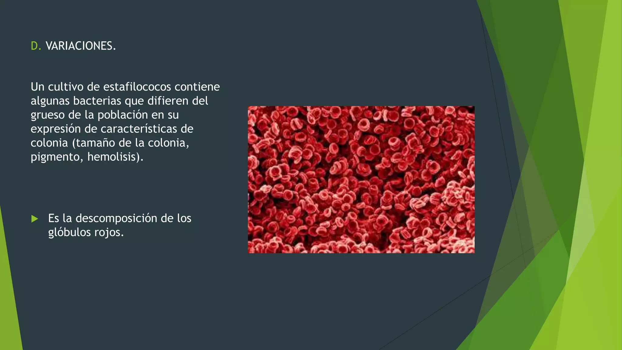 Estafilococos | PPTX