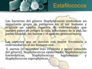 Estafilococos