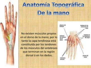 region de la mano | PPTX