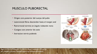 ESTATICA ABDOMINOPELVICA ANATOMIA PELVICA.pptx