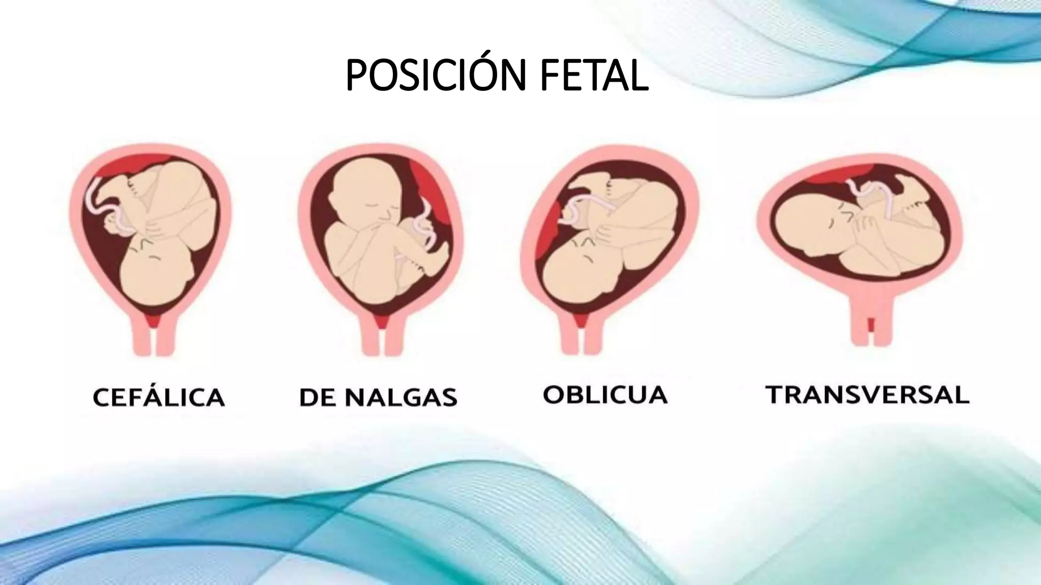estatica fetal.pptx