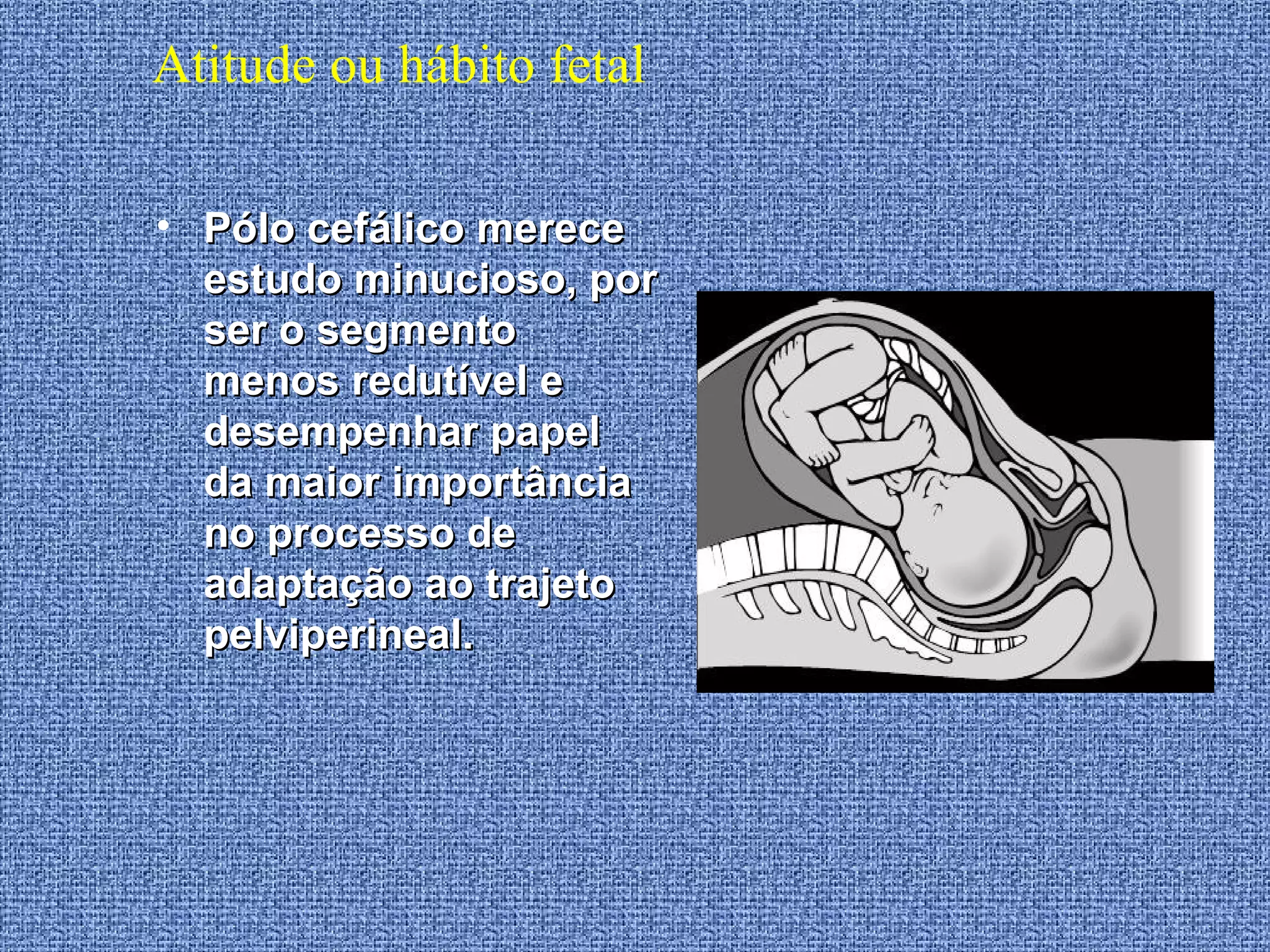 Estatica fetal e relações útero fetais | PPT