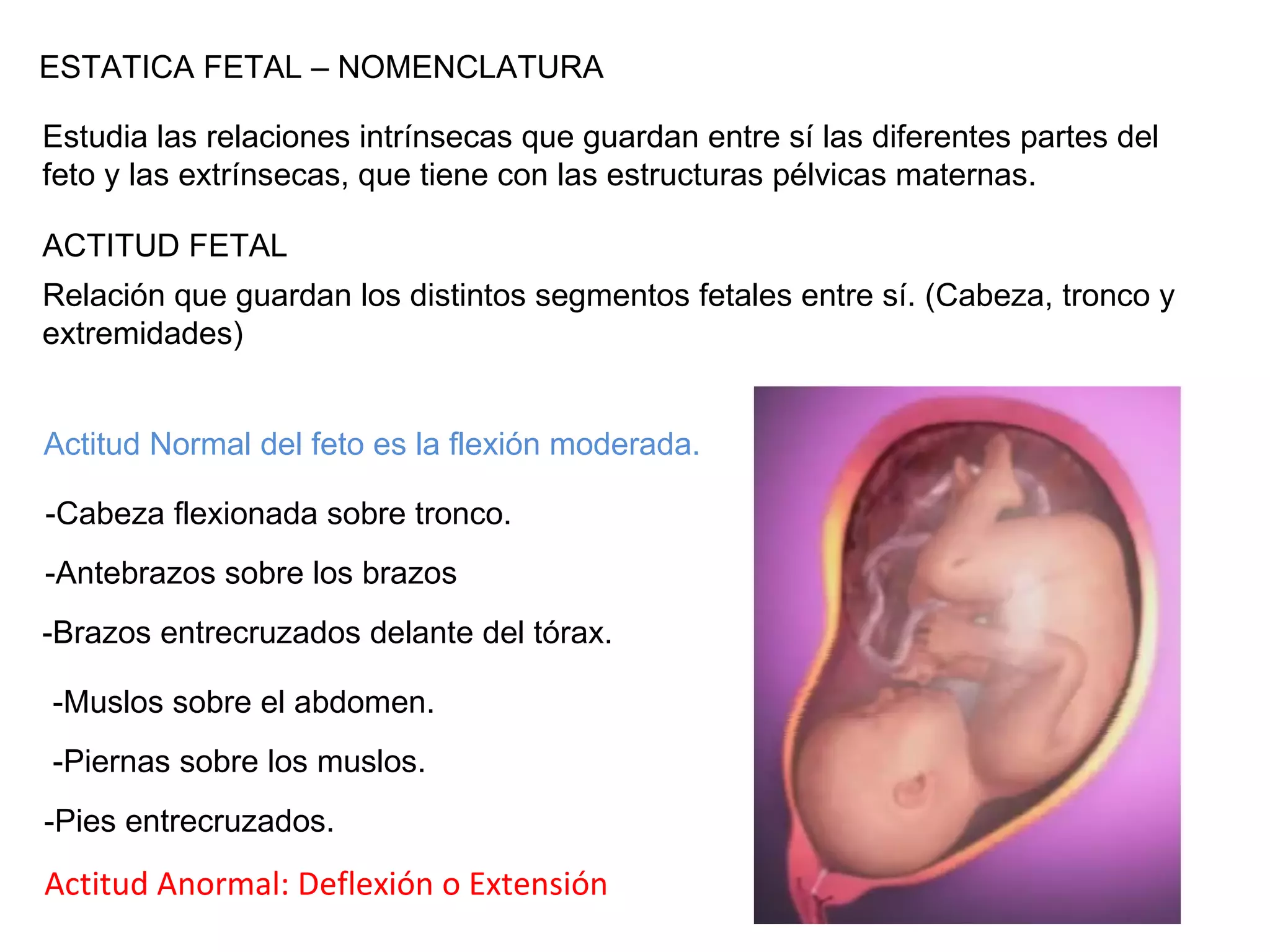 Estatica fetal y nomenclatura | PPT