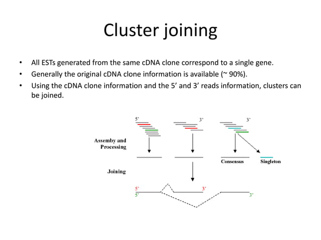EST Clustering.ppt | Biological Sciences | Science
