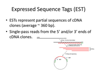 EST Clustering.ppt