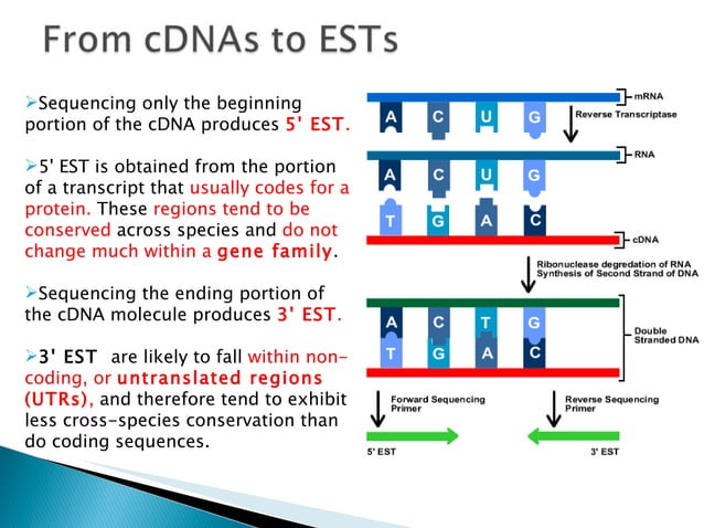Est database | PPT | Databases | Computer Software and Applications