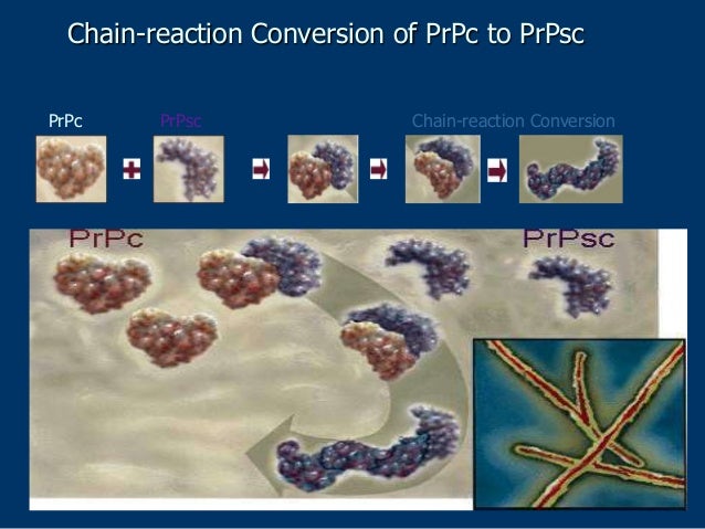 Morfologia e Fisiologia dos Príons