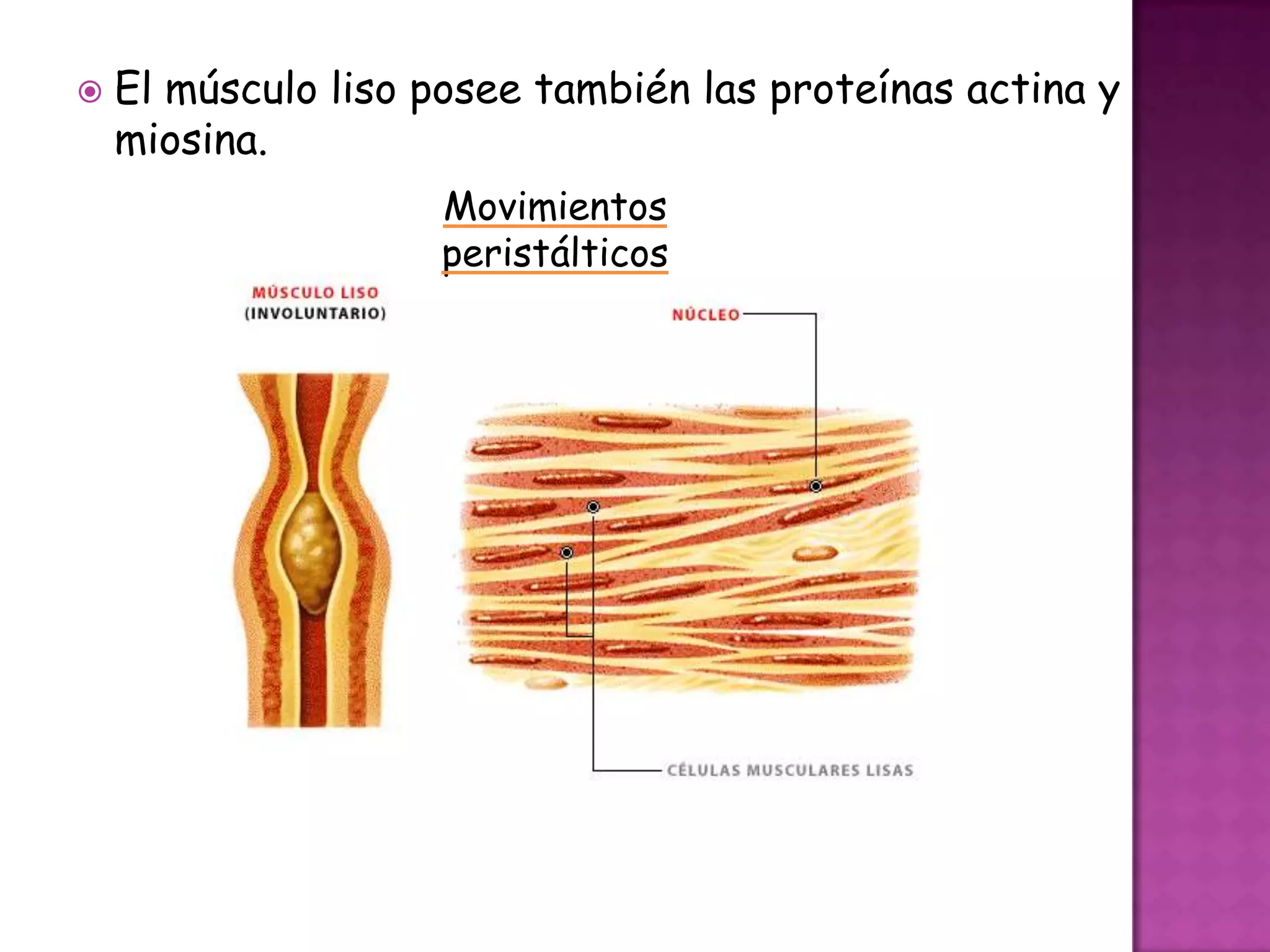 Este anatomía del sistema muscular humano rosi y ale bio 1ºa ct | PPT