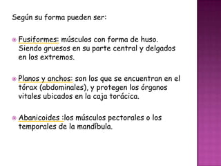 Este anatomía del sistema muscular humano rosi y ale bio 1ºa ct | PPTX