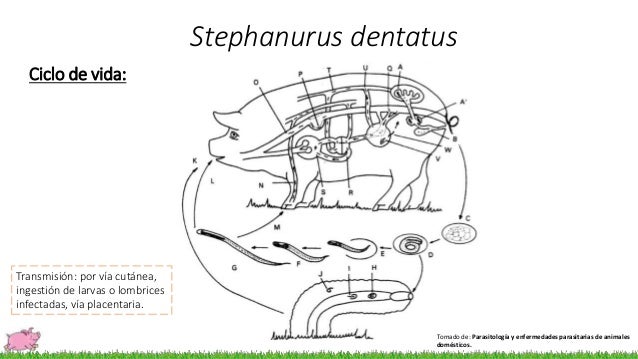 Estefanurosis en cerdos
