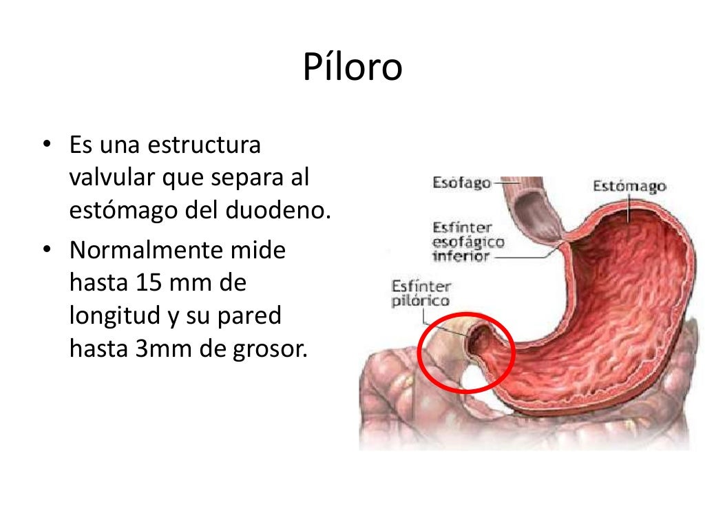 Píloro Wikipedia, la enciclopedia libre