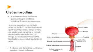 Estenosis Ureteral.Resumen Bibliográfico pptx.pptx
