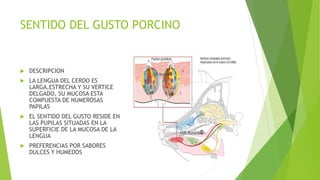 Anatomia Y Estensiologia En Porcinos Pptx