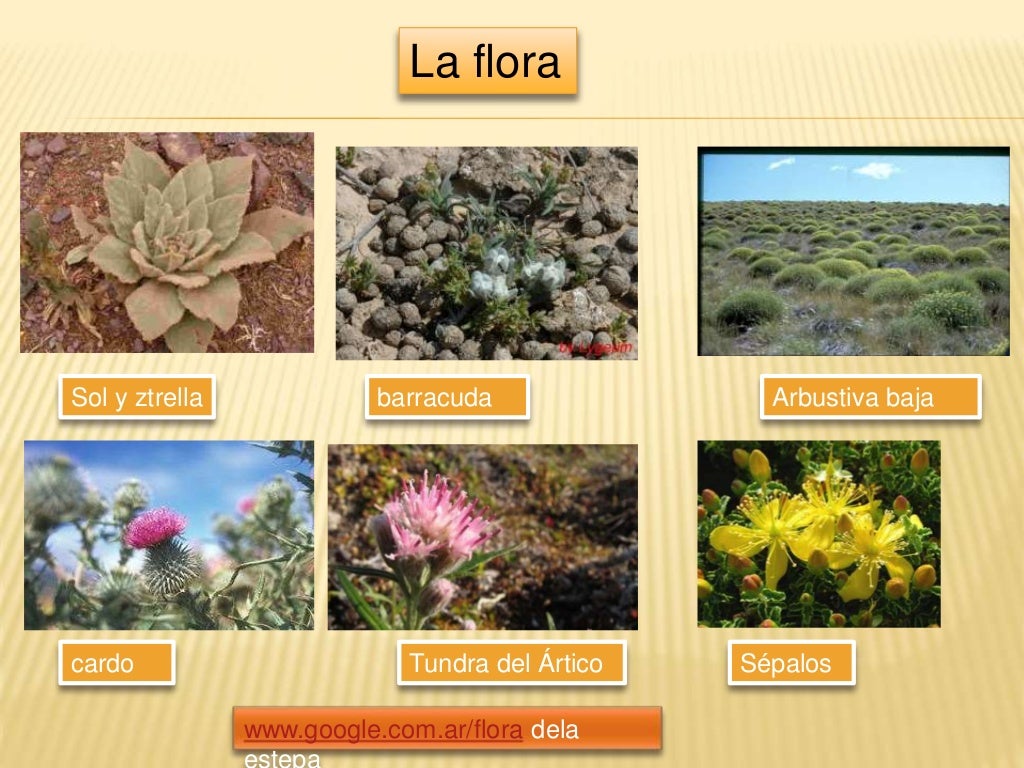 Estepa patagonica g4